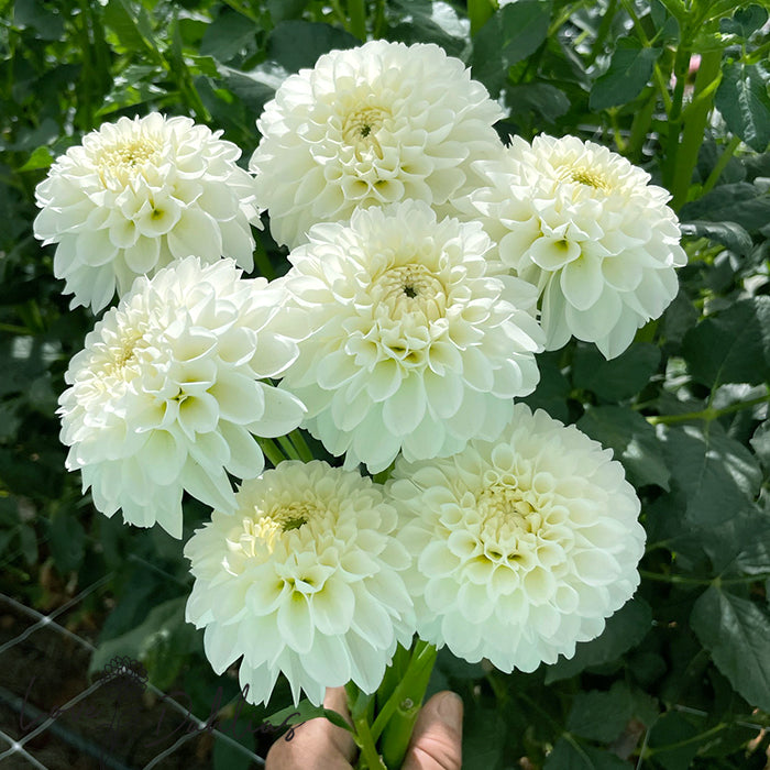 Looking for dahlia bulbs? Love Dahlias South Africa