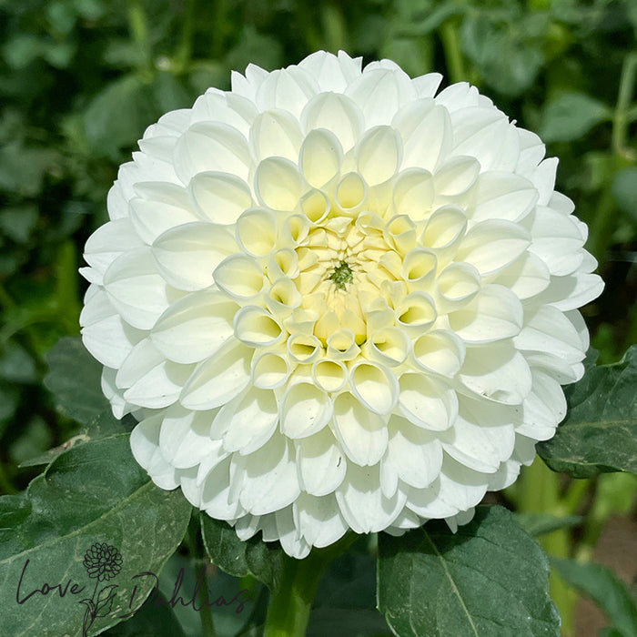 Looking for dahlia bulbs? Love Dahlias homegrown Tubers for Sale South ...