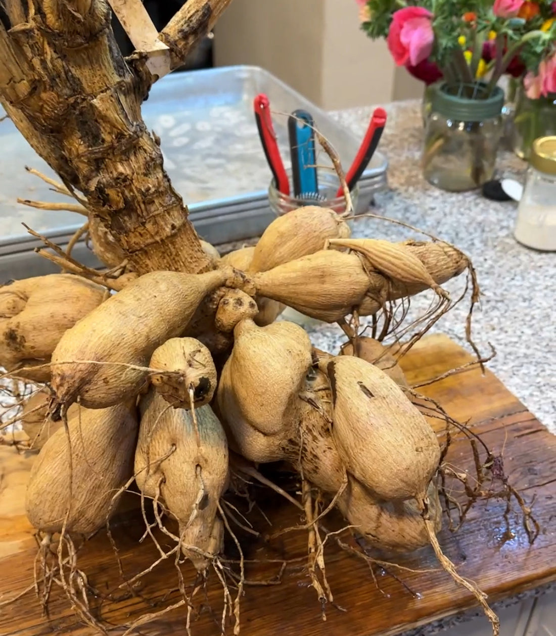 Fertilizer Dahlia Doepa 1kilogram – Love Dahlias