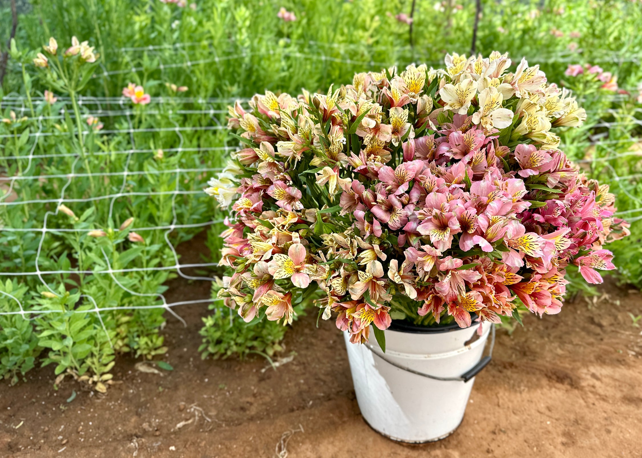 Love Dahlias | South Africa’s Expert Dahlia & Flower Bulb Store Online