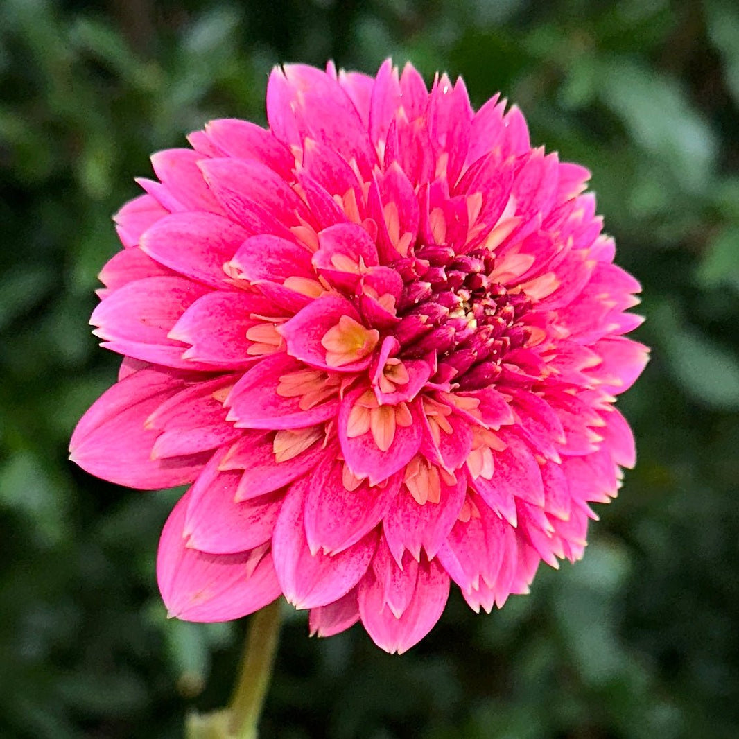New Dahlia Tuber Collection South Africa – Love Dahlias