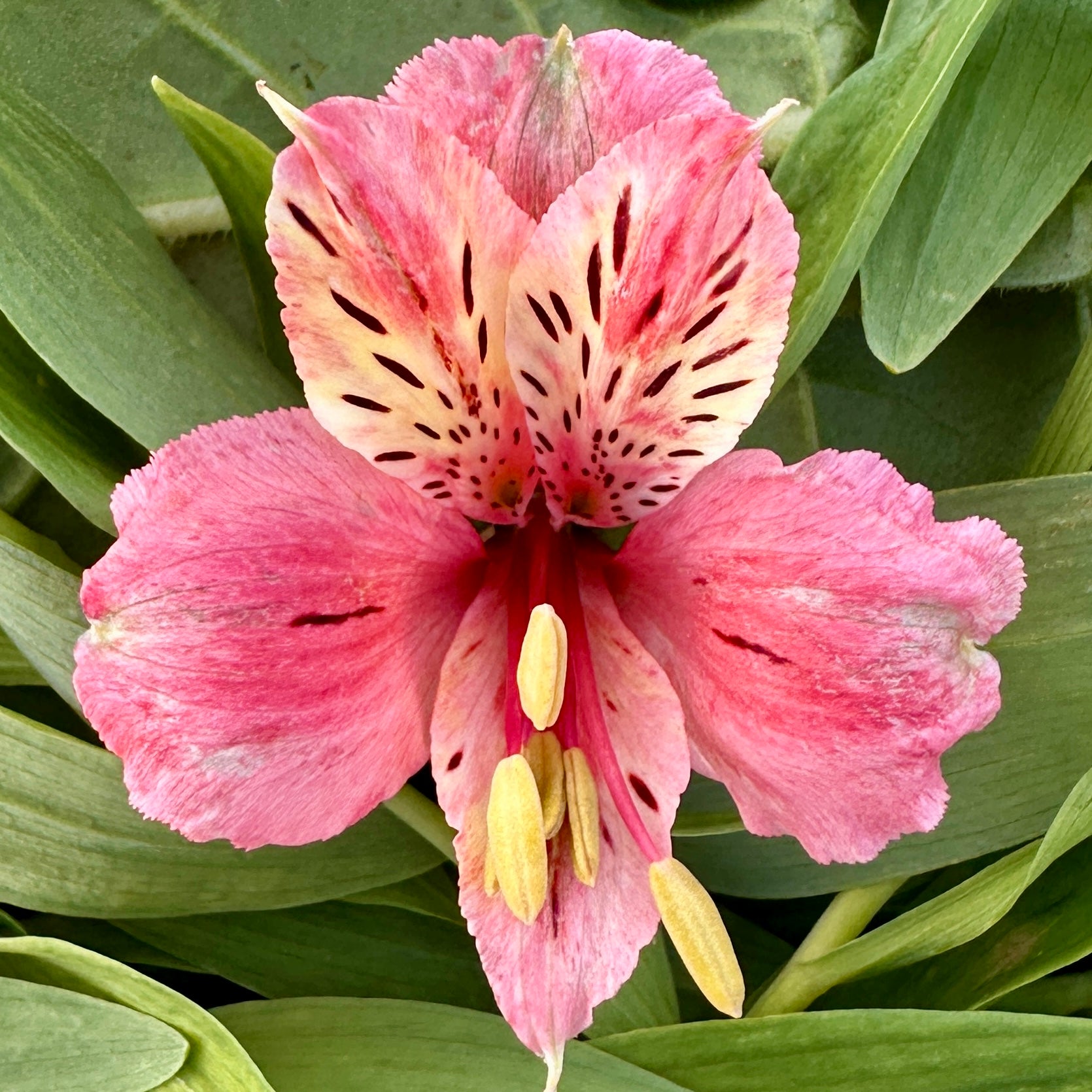 Coral Queen Alstroemeria Plant (Inca Lily) – Love Dahlias