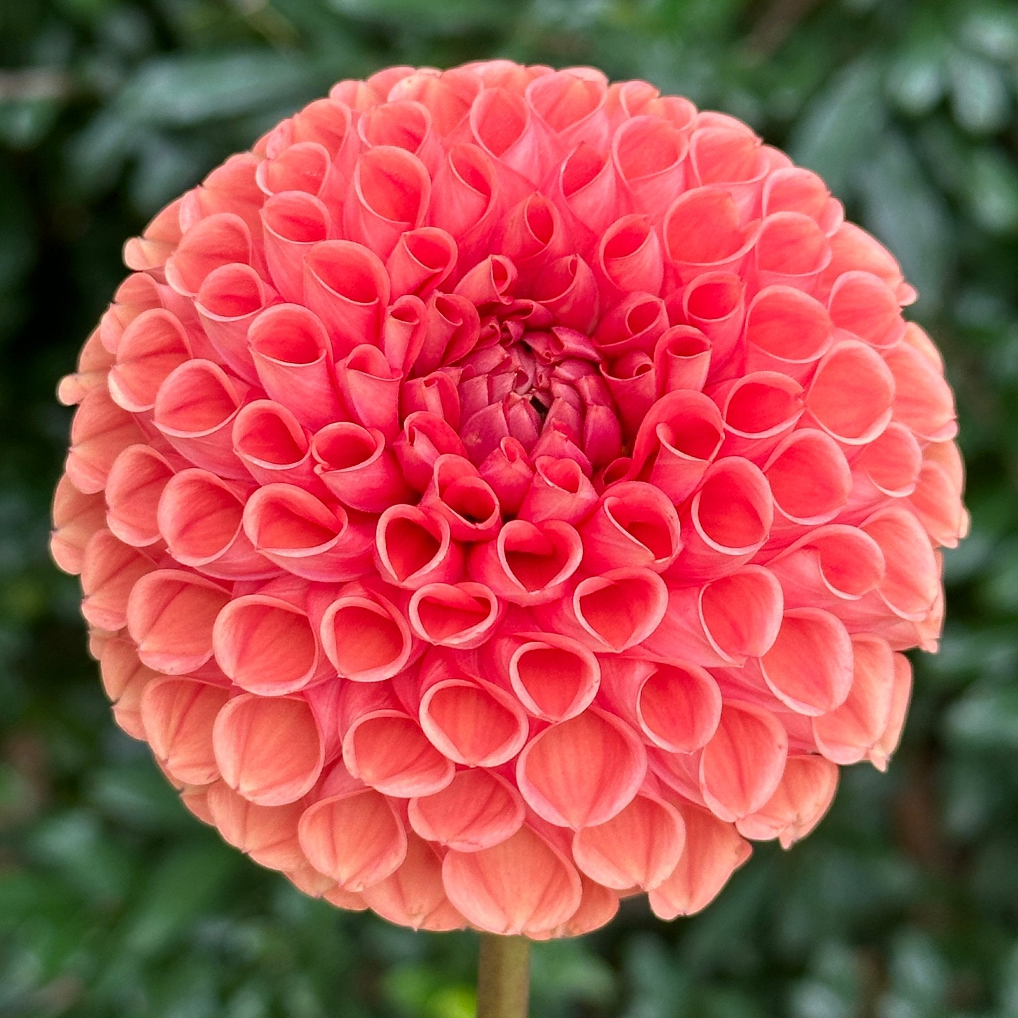 Cornel Bronze Dahlia Tuber | South Africa – Love Dahlias