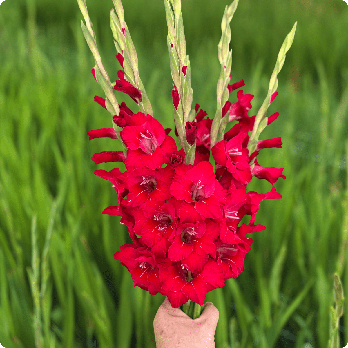 Flevo Shine Gladiolus (Pack of 10) Sword Lily – Love Dahlias