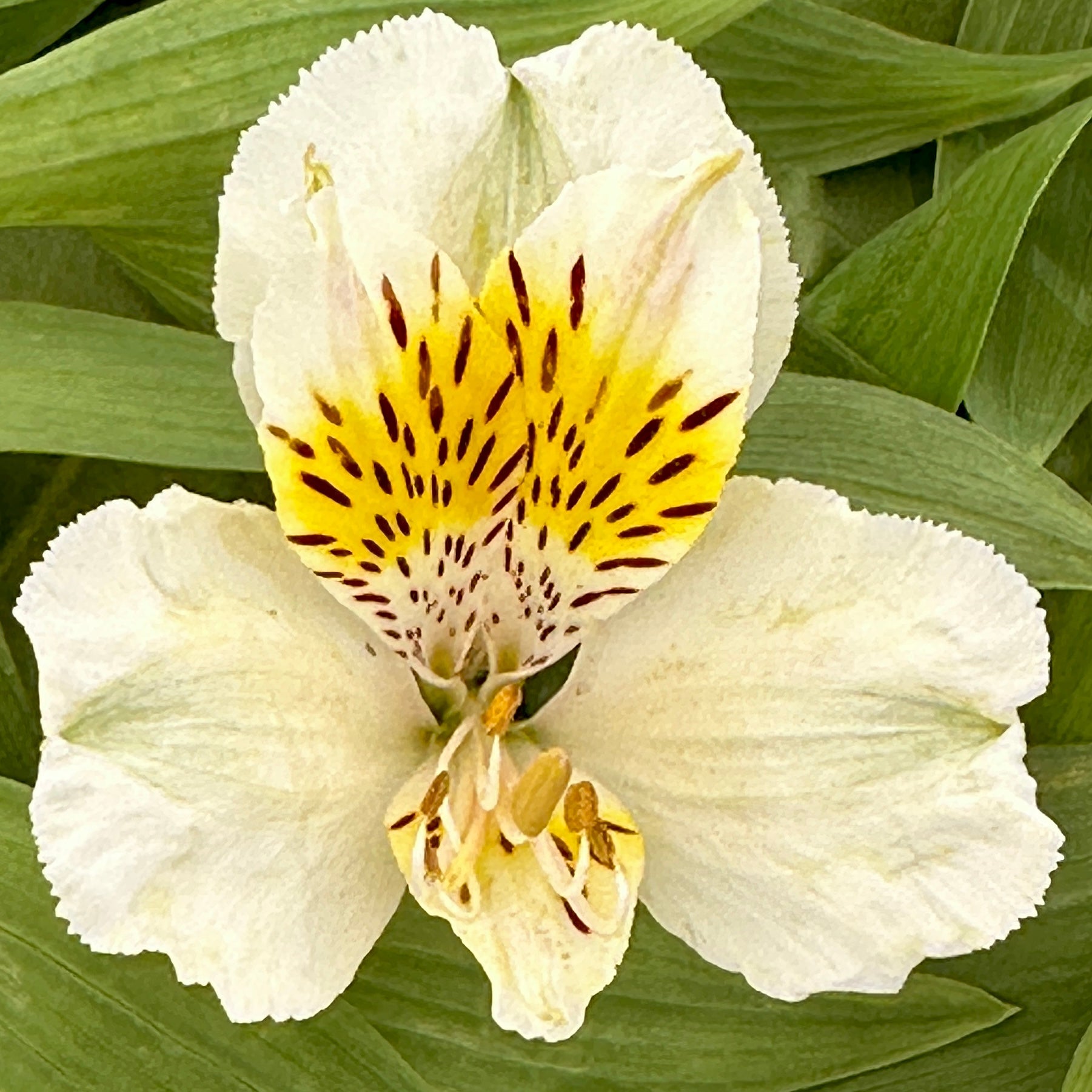 Golden Spot Alstroemeria Plant (Inca Lily) – Love Dahlias