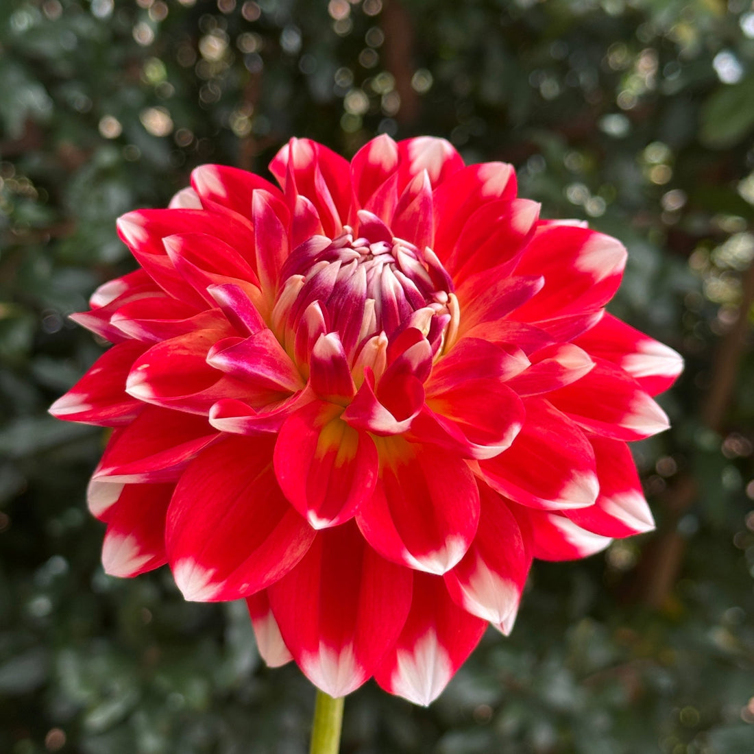 Hapet Celebration Dahlia Tuber – Love Dahlias
