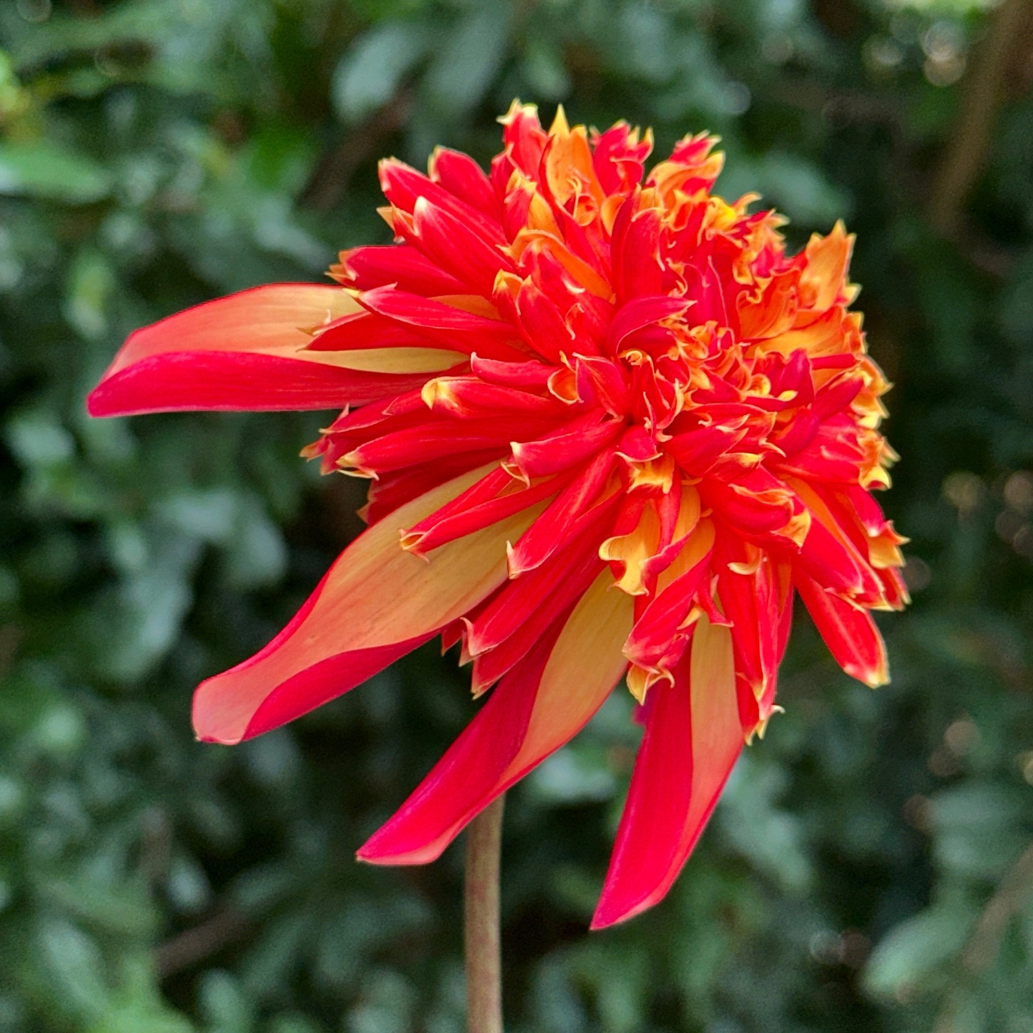 Octopus Sparkle Dahlia Tuber for Sale – Love Dahlias