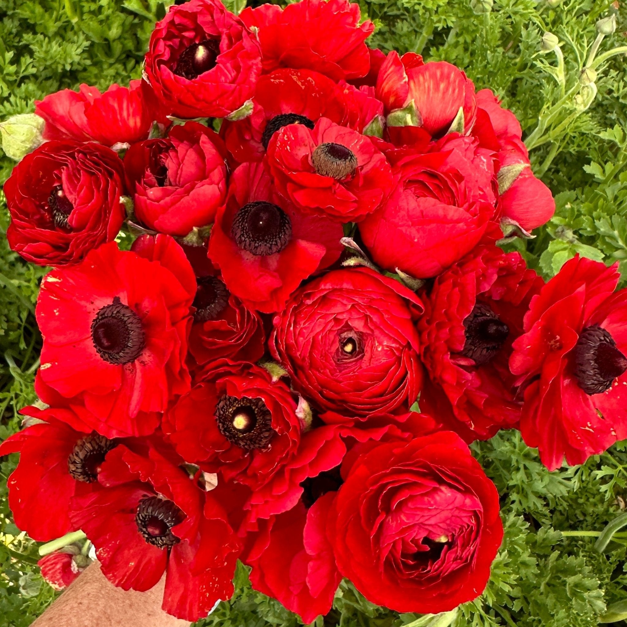 Ranunculus Corms (Bulbs) in South Africa | Love Dahlias