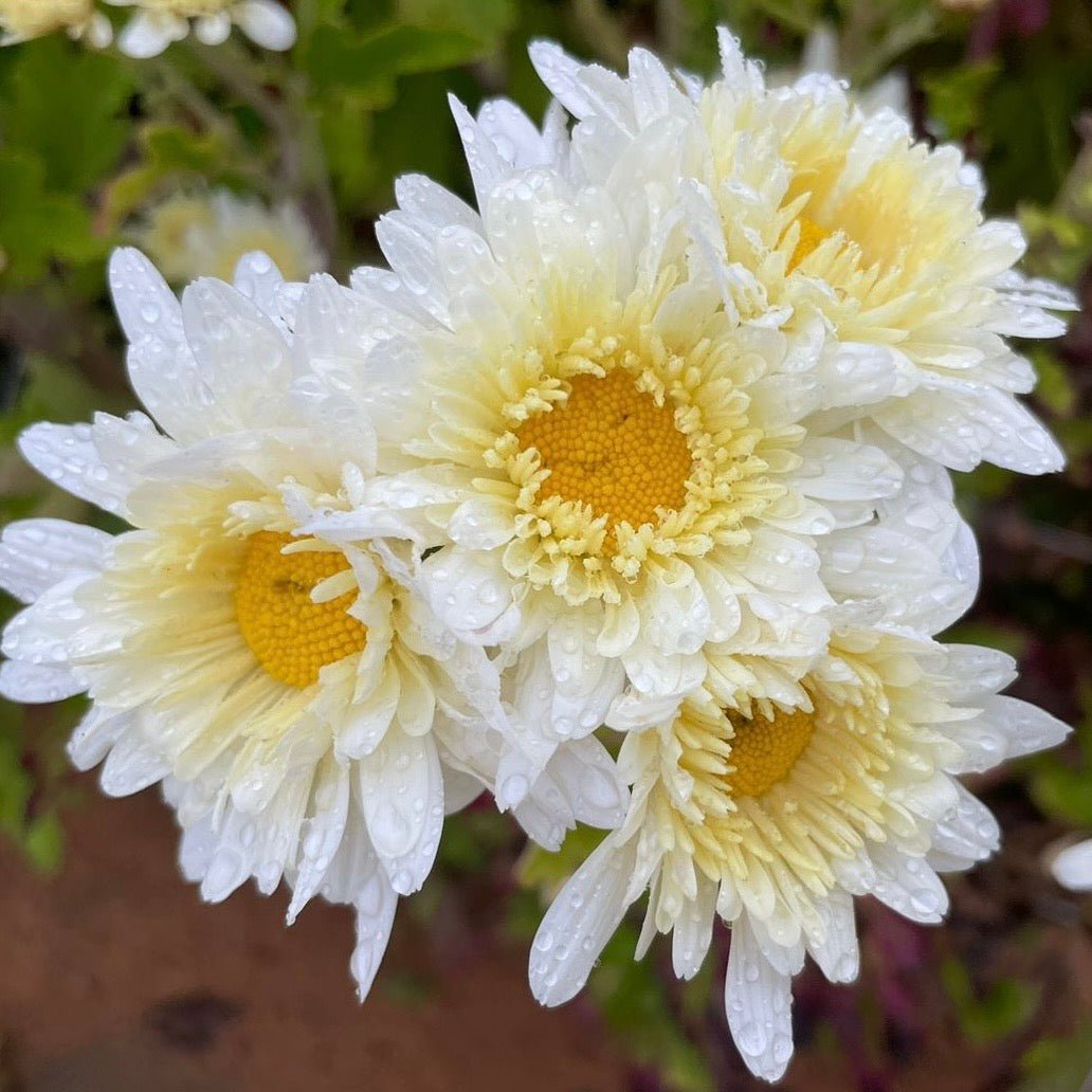 White Buttercream Heirloom Mum 4 pack – Love Dahlias